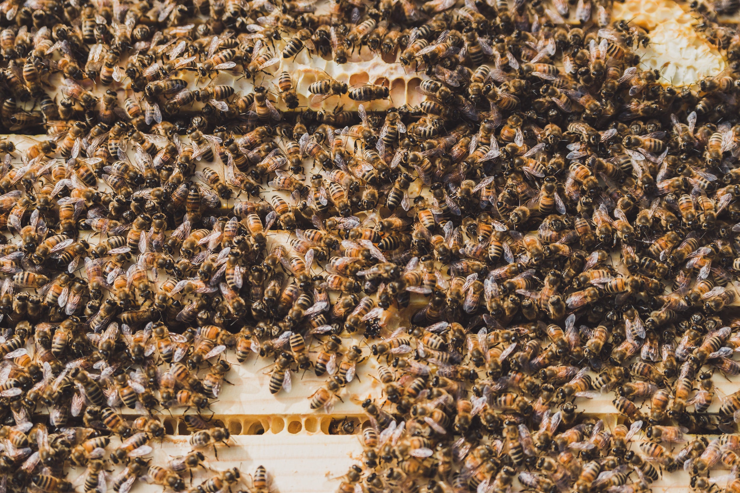 Raw Oregon Honey | Broadus Bees