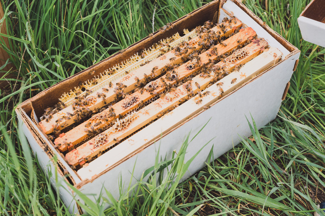 Services – Broadus Bees