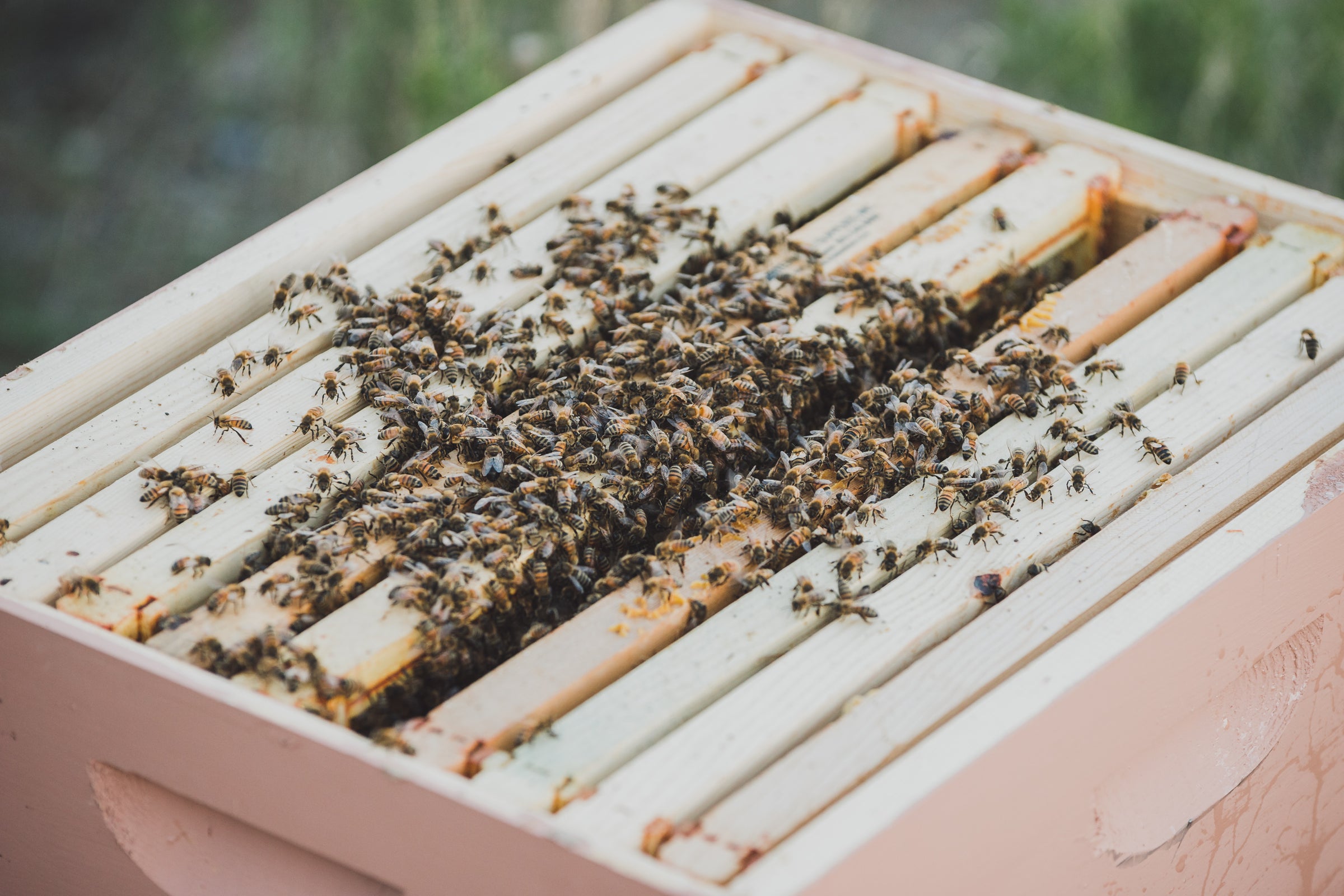 About – Broadus Bees